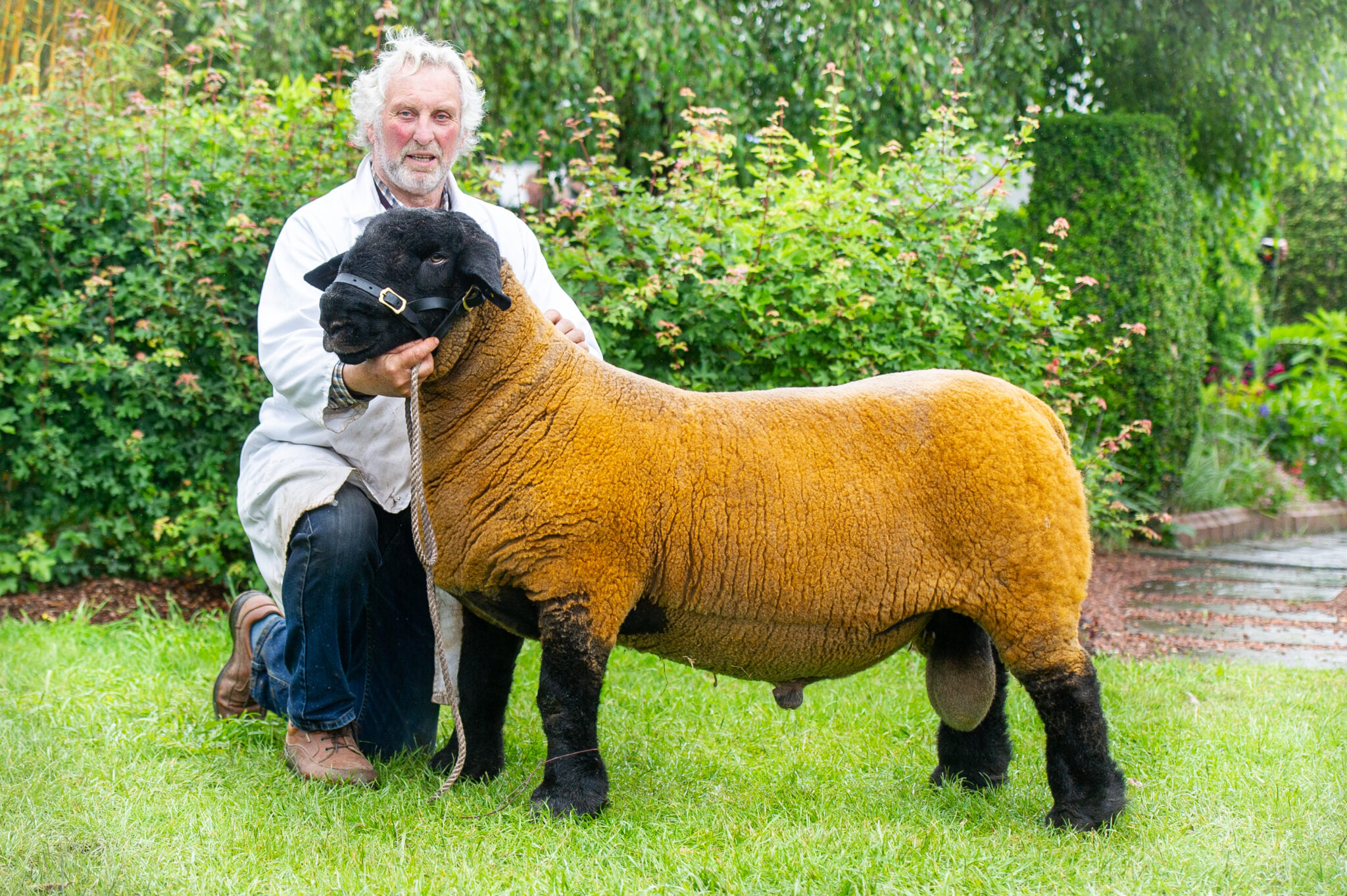 Royal Three Counties Show - 2019 - Suffolk Sheep Society