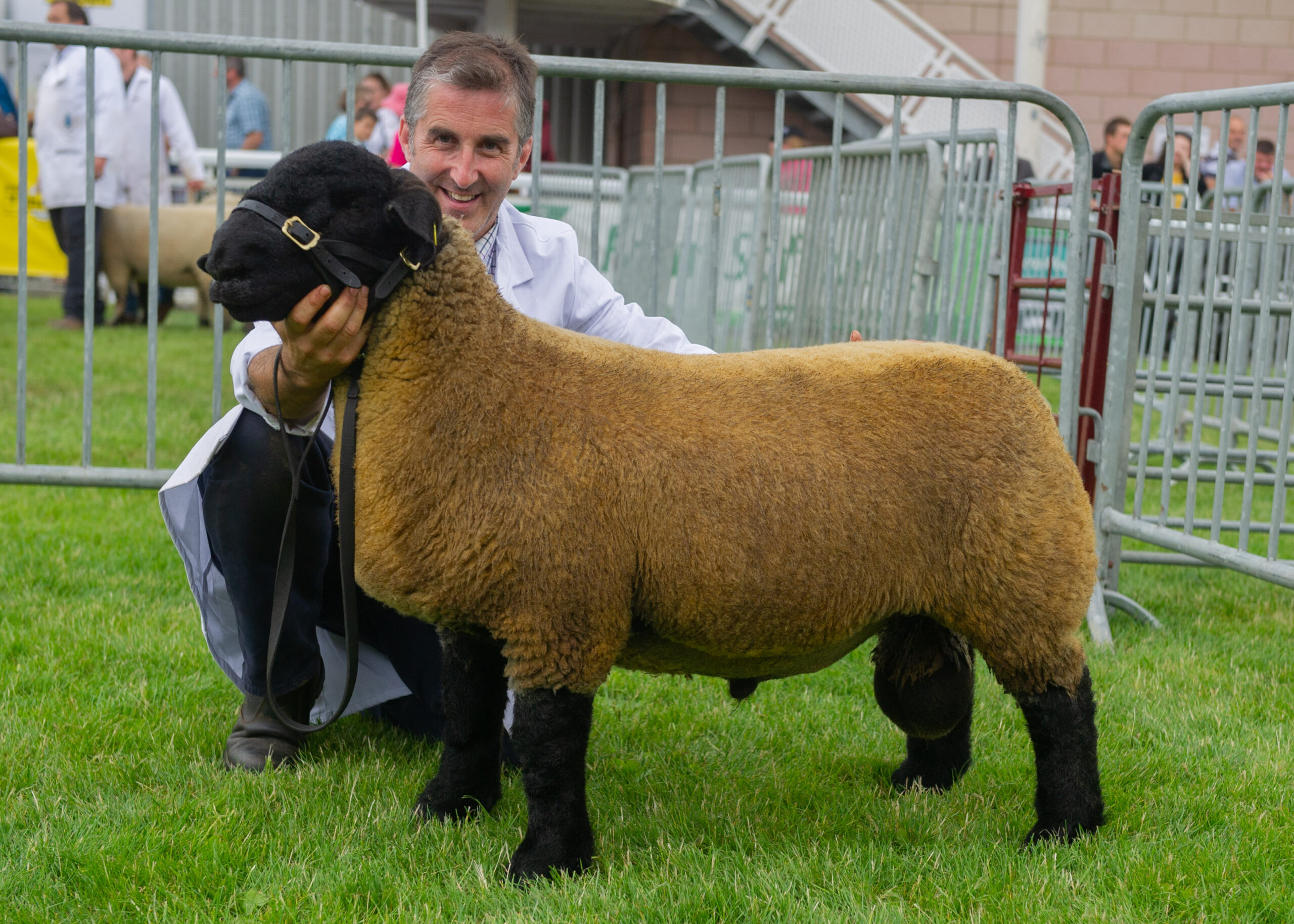 Royal Welsh Show - 2019 - Suffolk Sheep Society