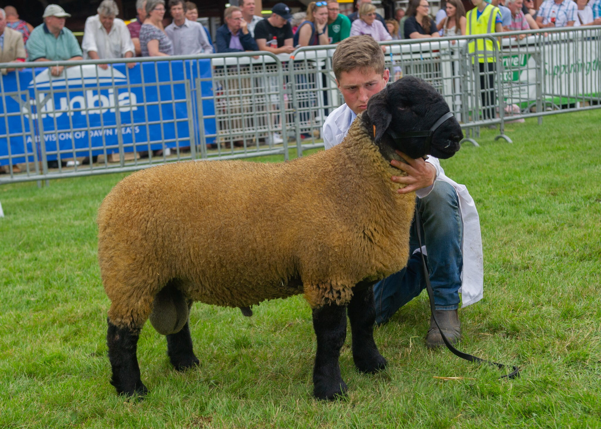 Royal Welsh Show - 2019 - Suffolk Sheep Society