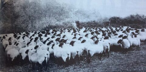 History - Suffolk Sheep Society