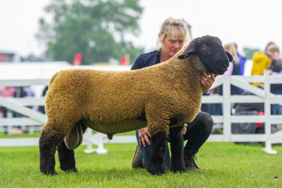 Great Yorkshire Show - 2019 - Suffolk Sheep Society