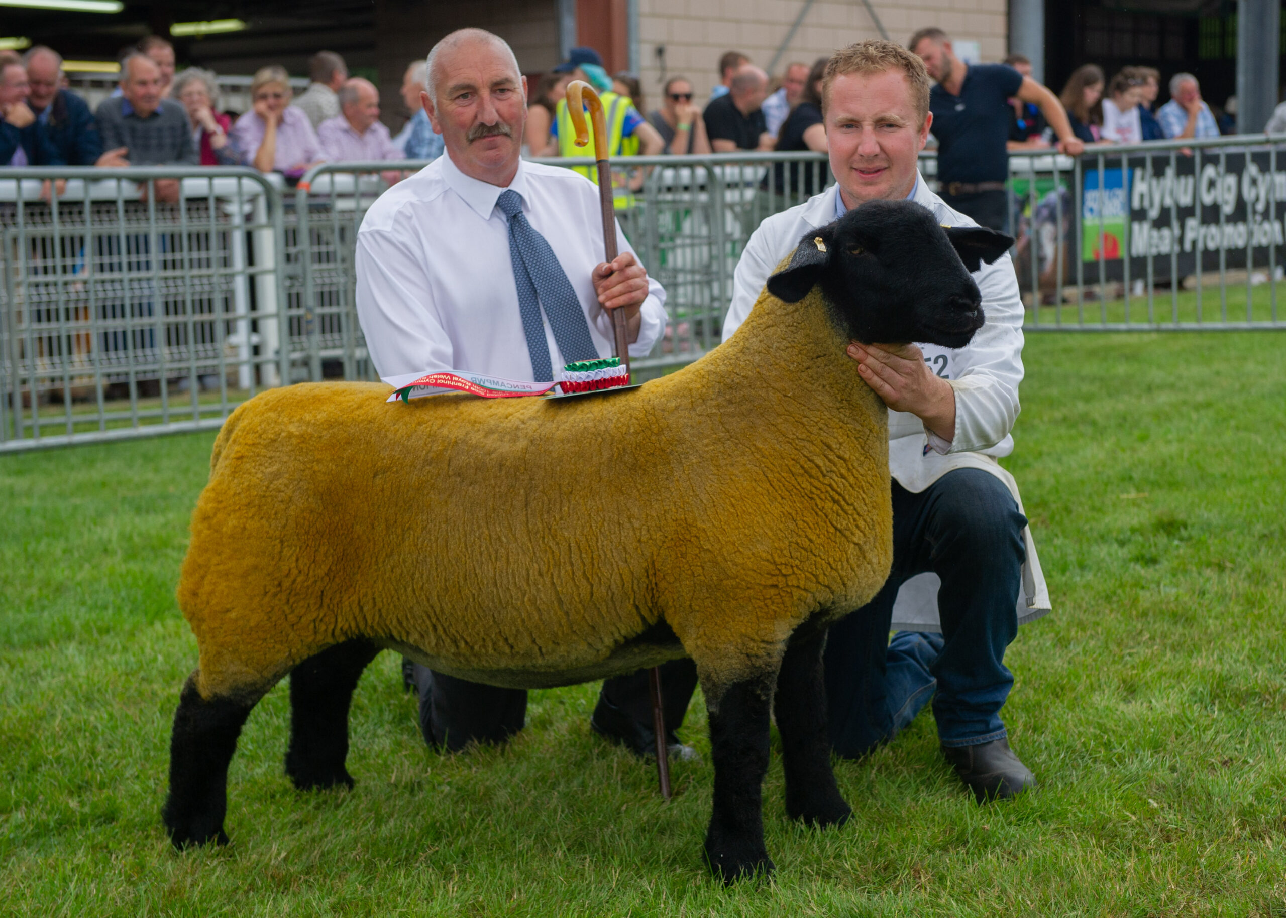 Royal Welsh Show - 2019 - Suffolk Sheep Society