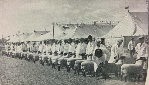 History - Suffolk Sheep Society