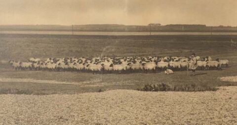 History - Suffolk Sheep Society