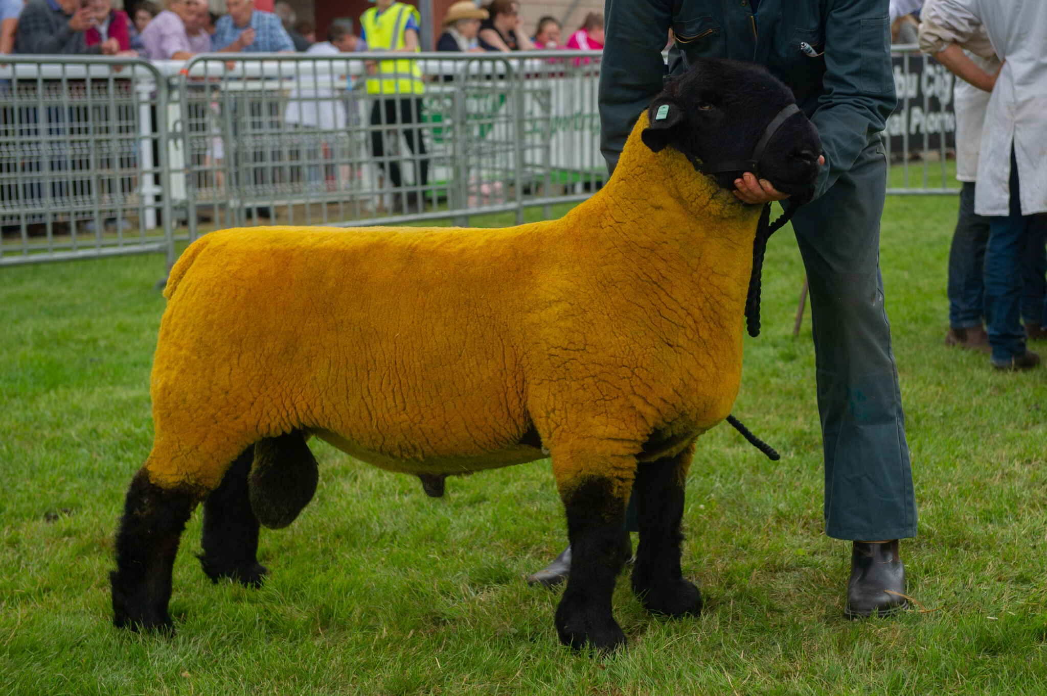 Royal Welsh Show - 2019 - Suffolk Sheep Society