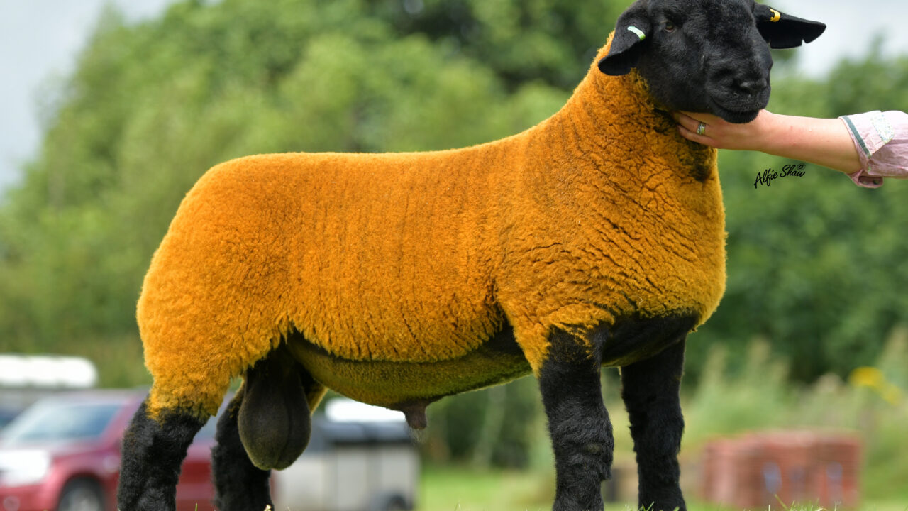 National Suffolk Show and Sale - Shrewsbury 2019 - Suffolk Sheep Society