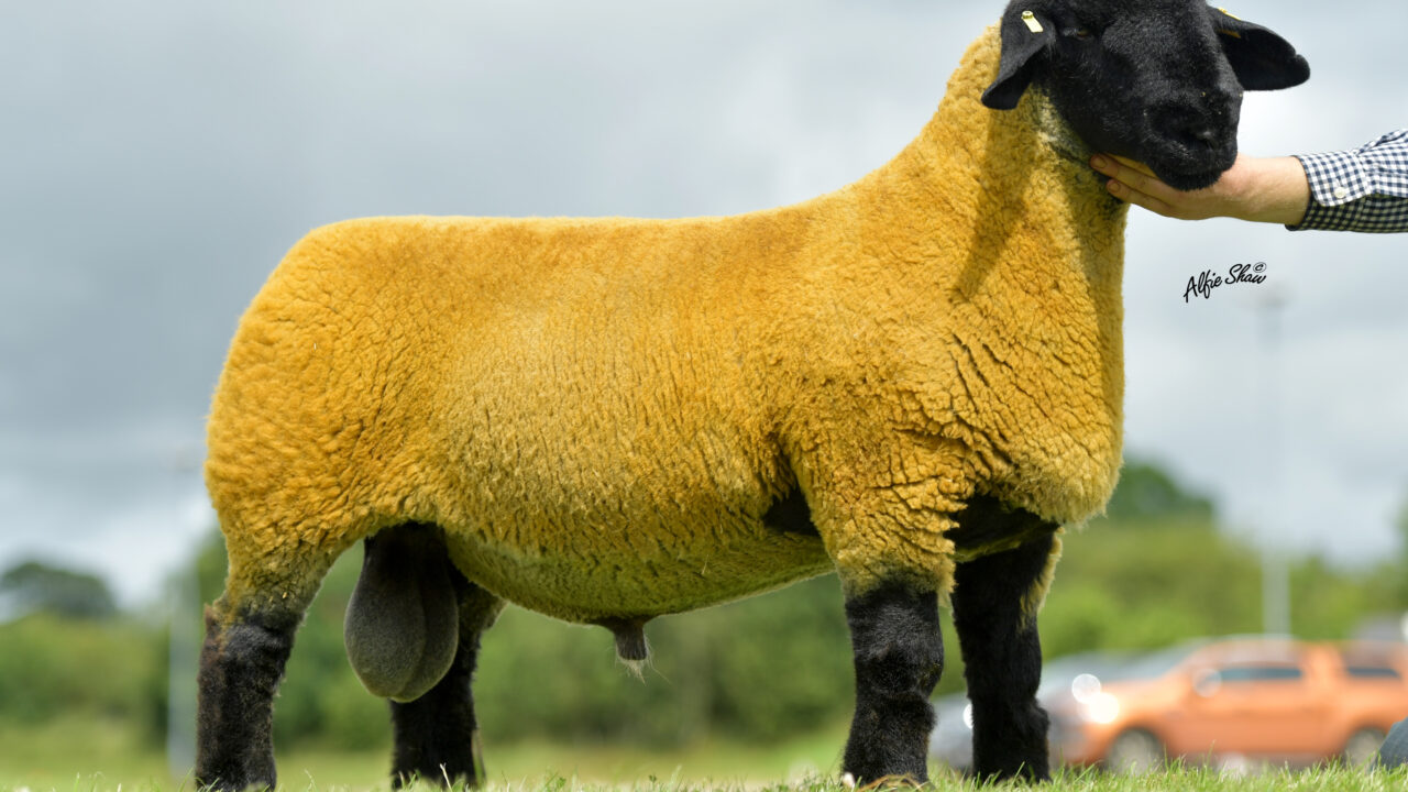 National Suffolk Show and Sale - Shrewsbury 2019 - Suffolk Sheep Society
