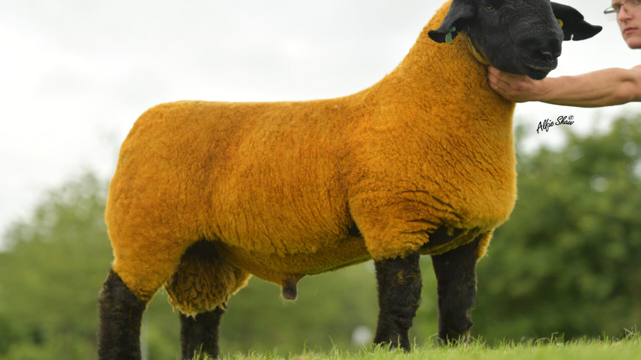National Suffolk Show and Sale - Shrewsbury 2019 - Suffolk Sheep Society