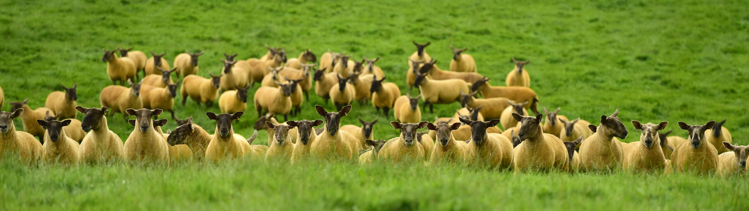 Father and Son team Choose Suffolk Tips Every Time - Suffolk Sheep Society