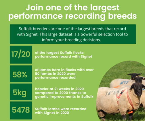 Signet Breeding Services - Suffolk Sheep Society
