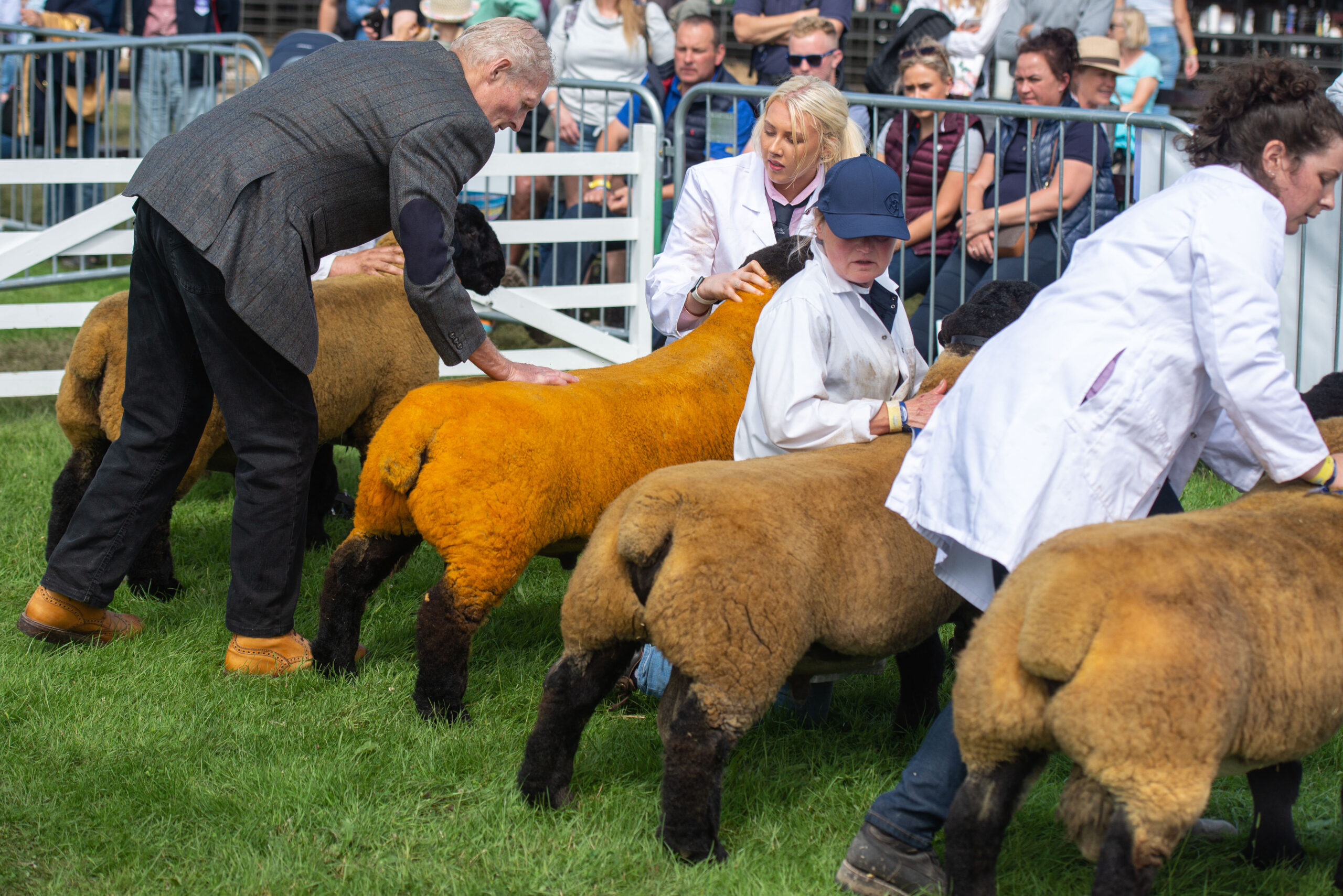 Great Yorkshire Show - 2021 - Suffolk Sheep Society