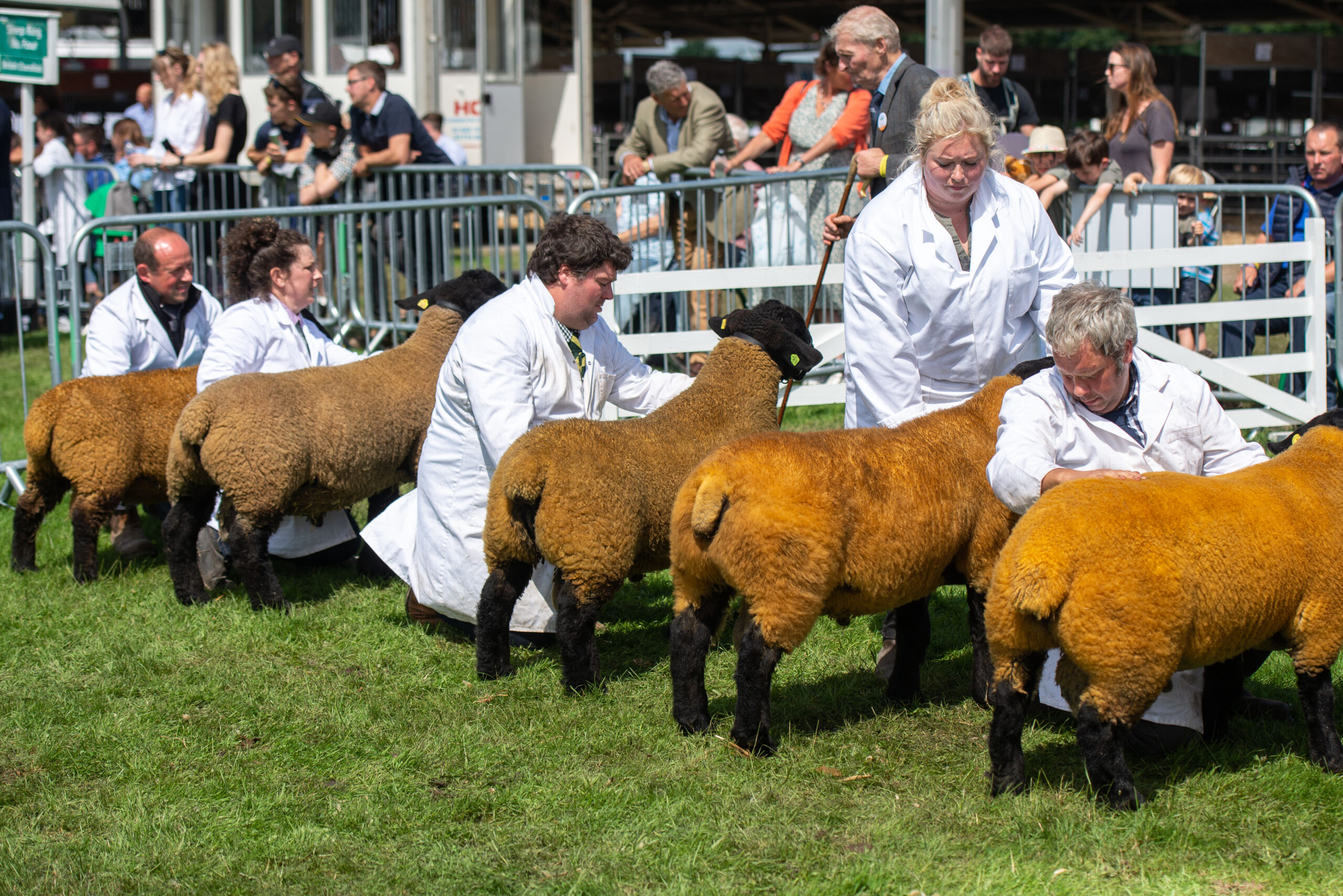Great Yorkshire Show - 2021 - Suffolk Sheep Society