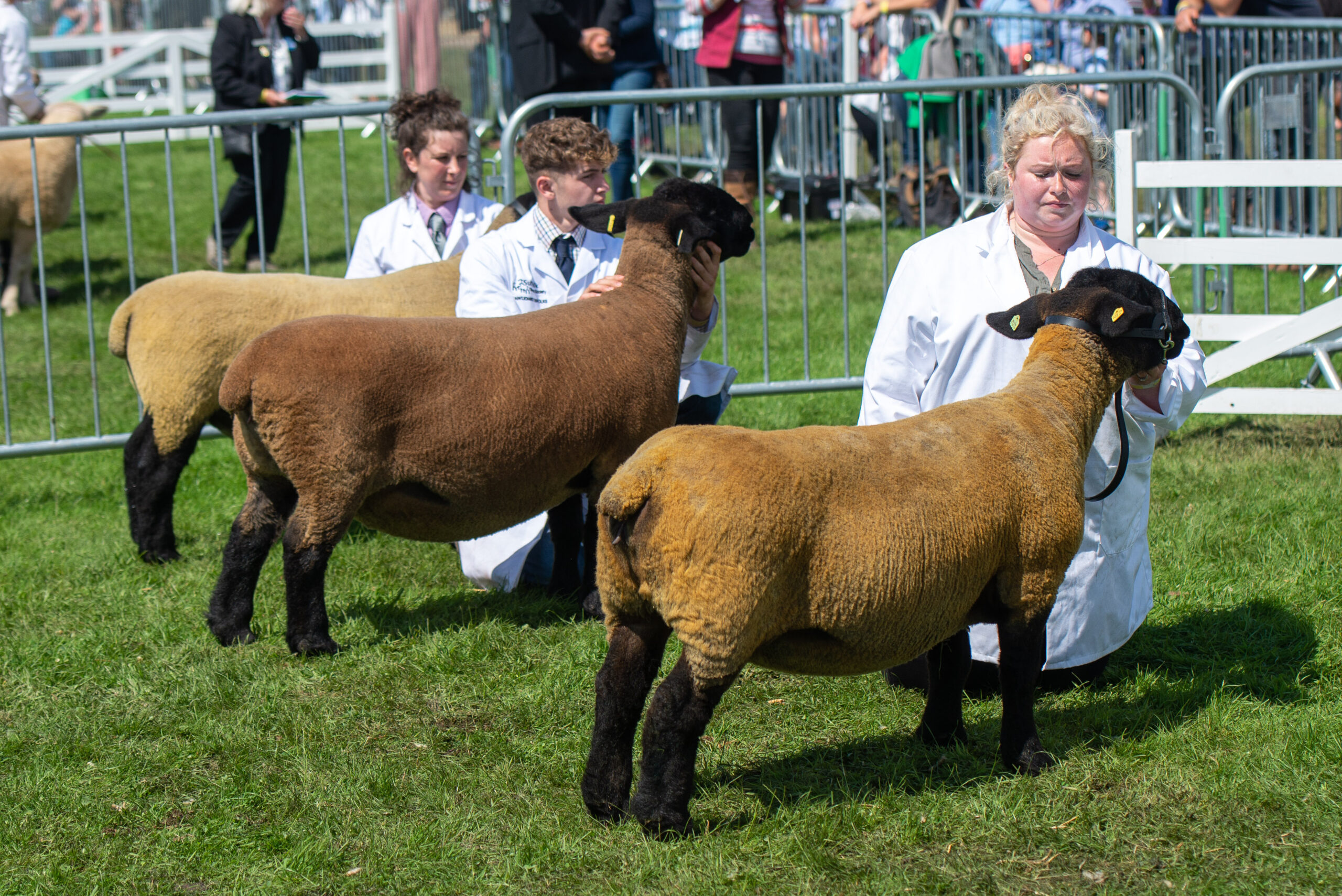 Great Yorkshire Show - 2021 - Suffolk Sheep Society
