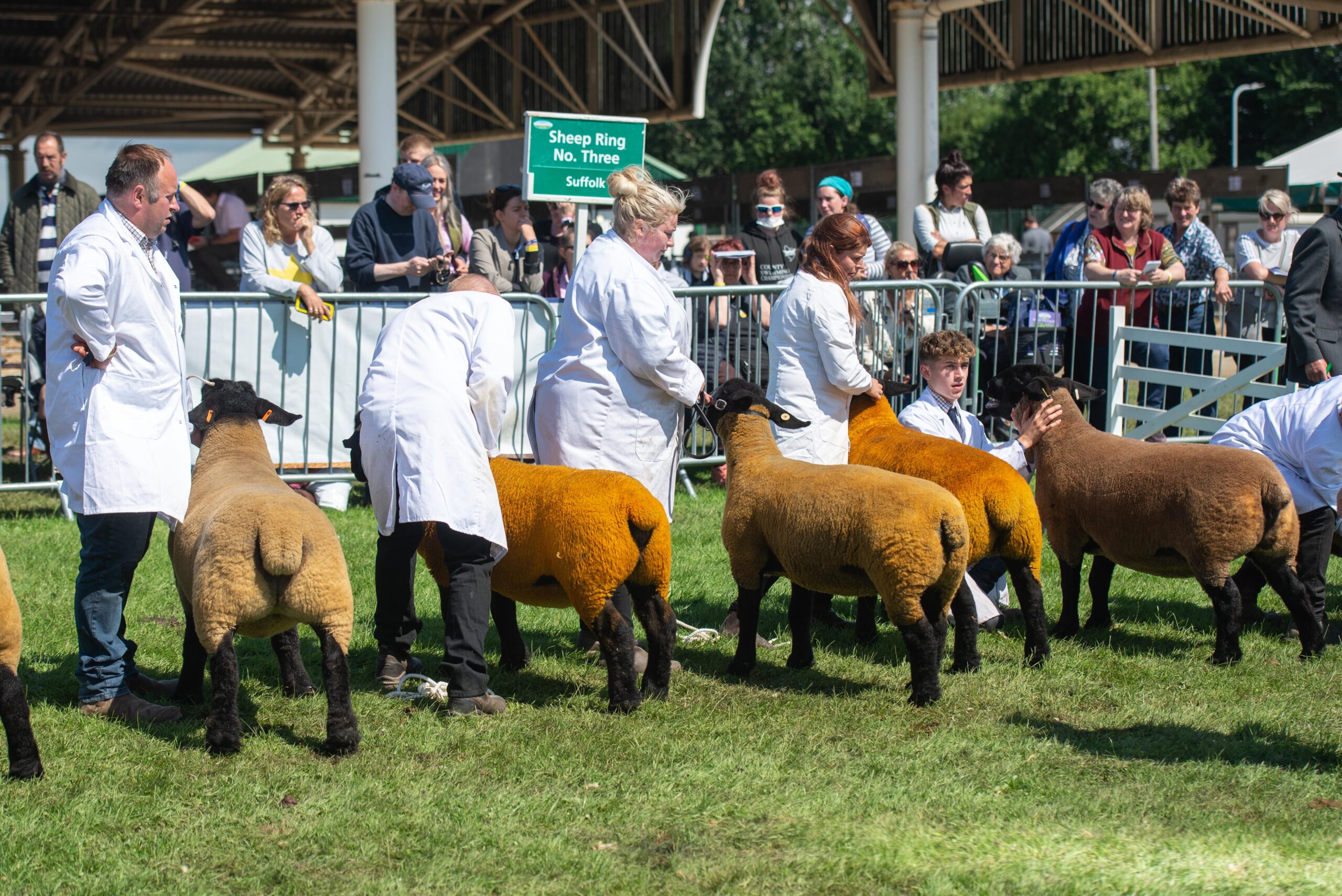 Great Yorkshire Show - 2021 - Suffolk Sheep Society