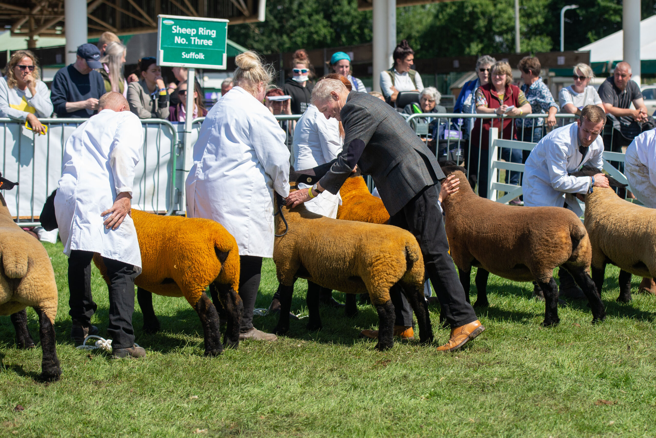 Great Yorkshire Show - 2021 - Suffolk Sheep Society