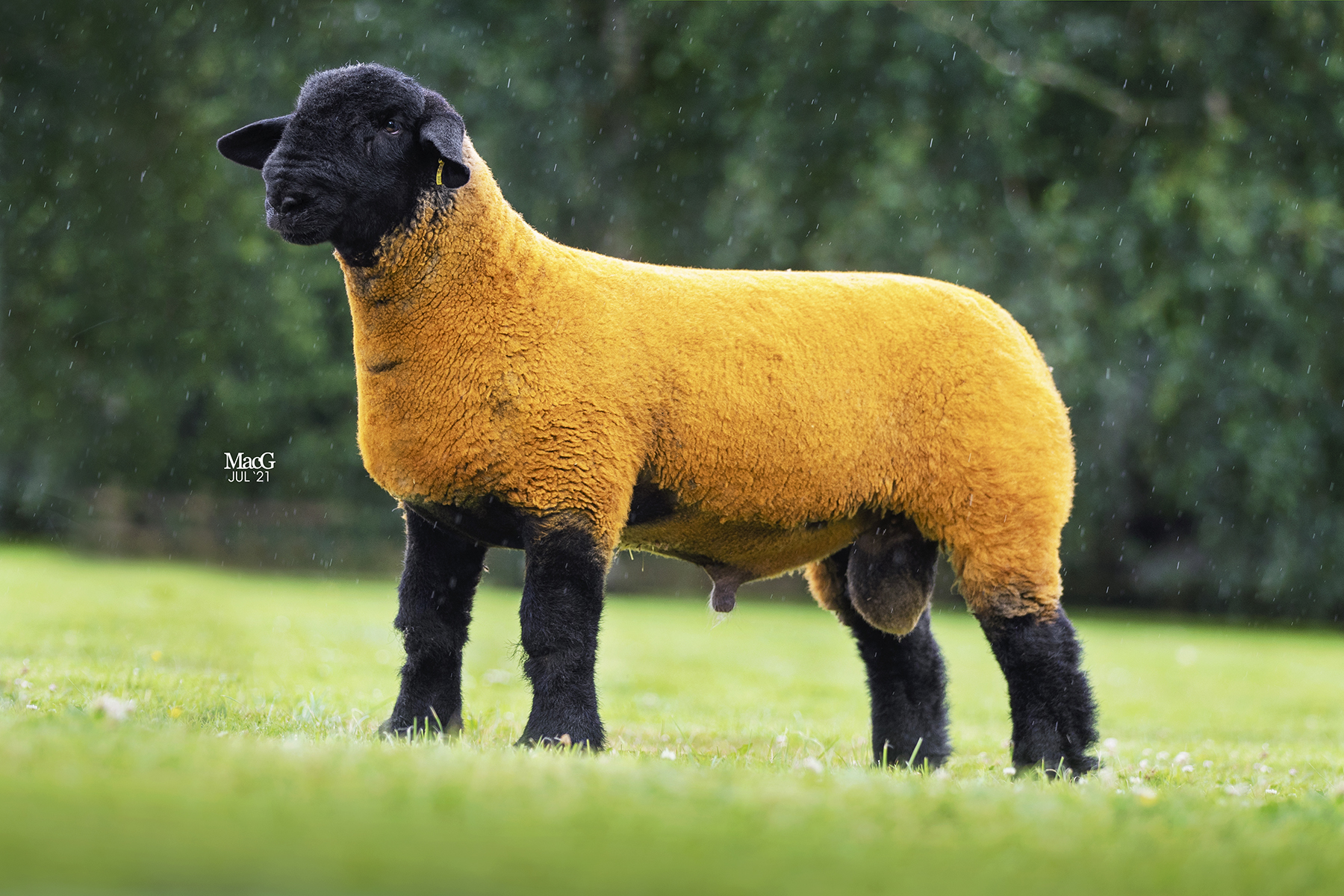 Scottish Area Branch Show and Sale - Lanark 2021 - Suffolk Sheep Society