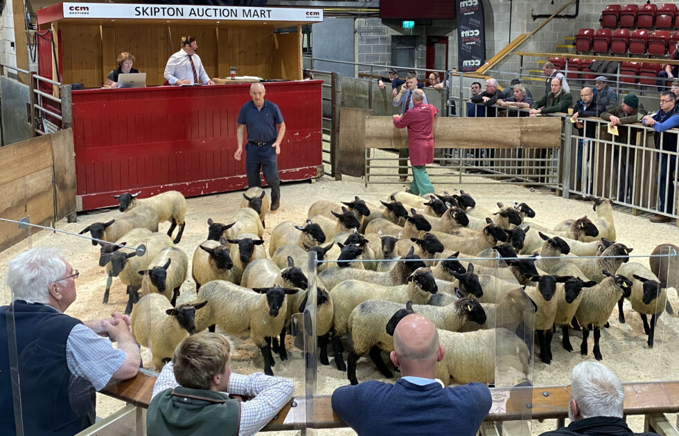 An Auctioneers Perspective- Suffolks, Ideally suited for early lamb ...