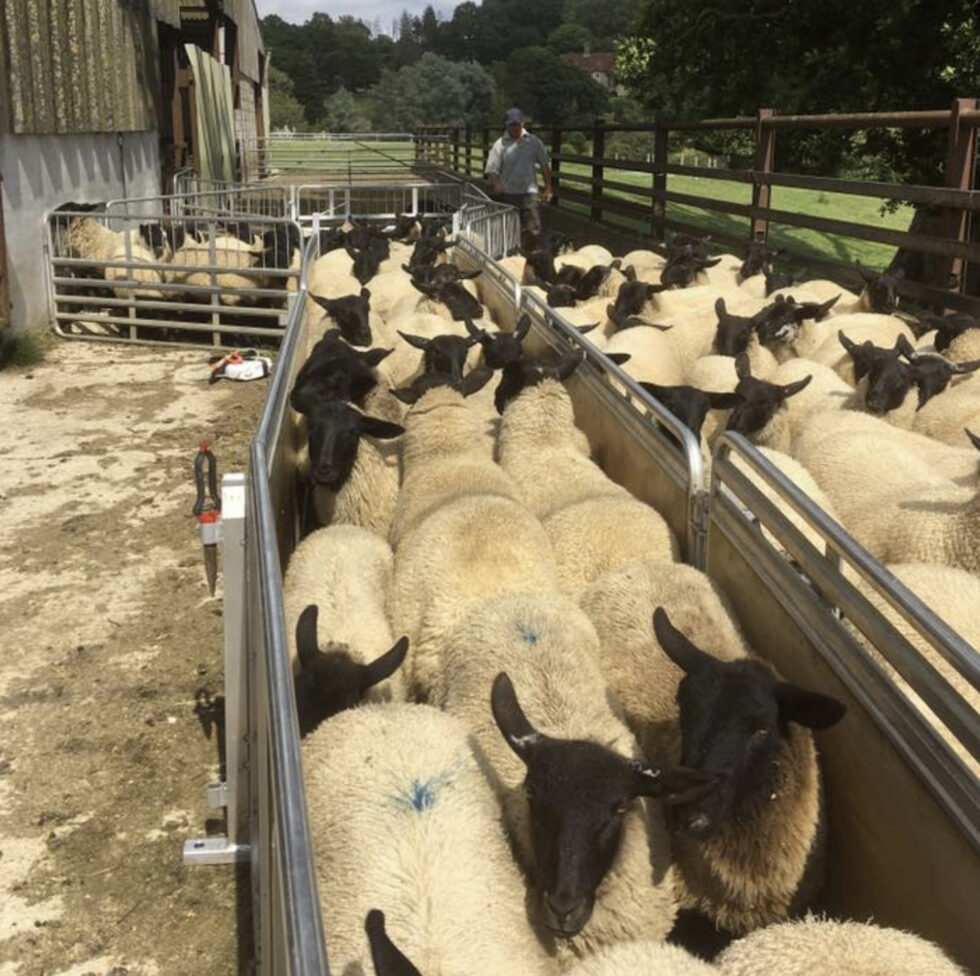 GOOD SKINNED, FAST GROWING SUFFOLK-X LAMBS - Suffolk Sheep Society