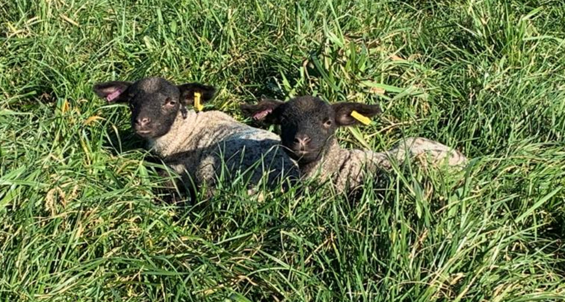 SUFFOLKS- PERFECT FOR OUR TARGET MARKET - Suffolk Sheep Society