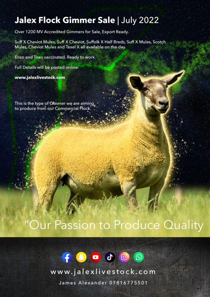 Members Advertisements - Suffolk Sheep Society