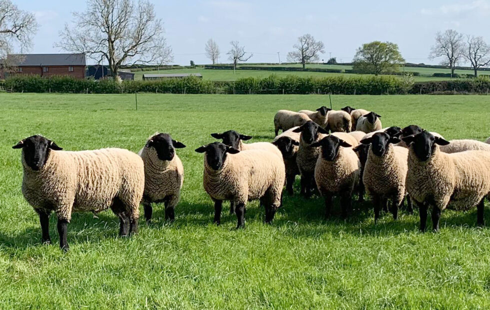 Bentley Suffolks - Focusing on Results - Suffolk Sheep Society