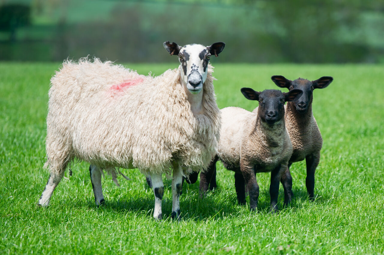 Suffolk Ewes - Exactly What is Required - Suffolk Sheep Society