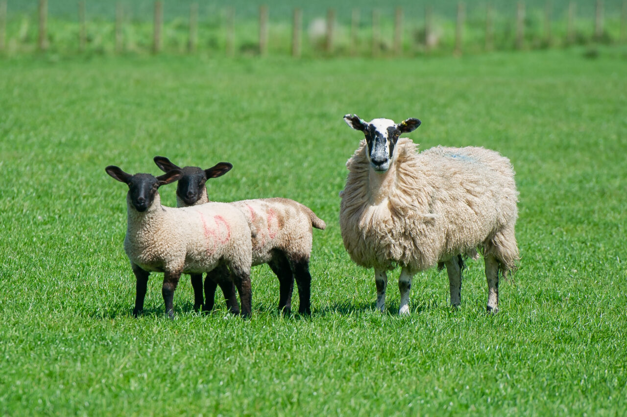 Suffolk Ewes - Exactly What is Required - Suffolk Sheep Society