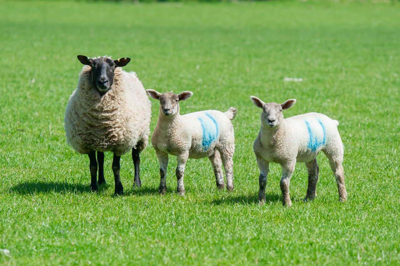 Suffolk Ewes - Exactly What is Required - Suffolk Sheep Society