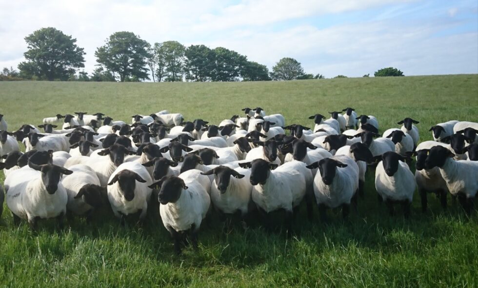 Essie Flock - 40 years of Excellence - Suffolk Sheep Society