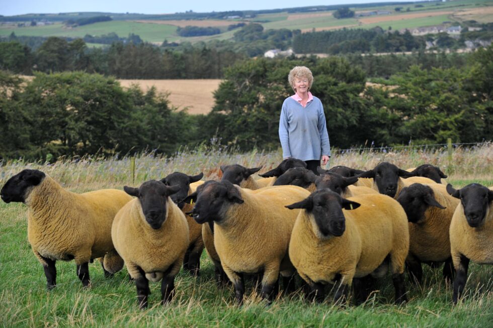 Essie Flock - 40 years of Excellence - Suffolk Sheep Society