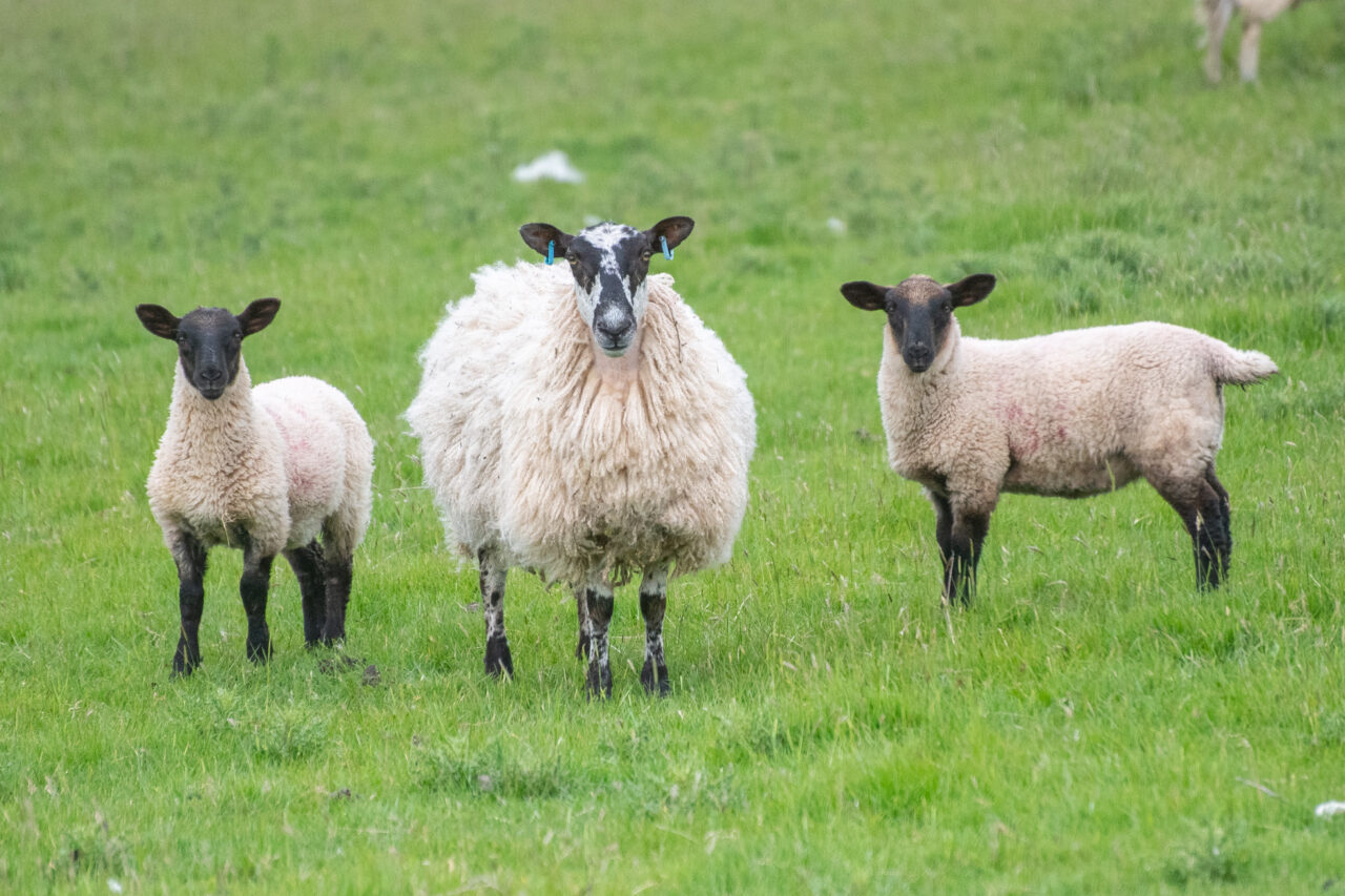 Raggiewhaite Farm consistency with Suffolks - Suffolk Sheep Society