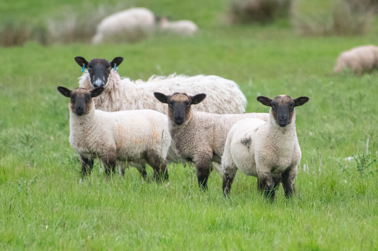 Raggiewhaite Farm consistency with Suffolks - Suffolk Sheep Society