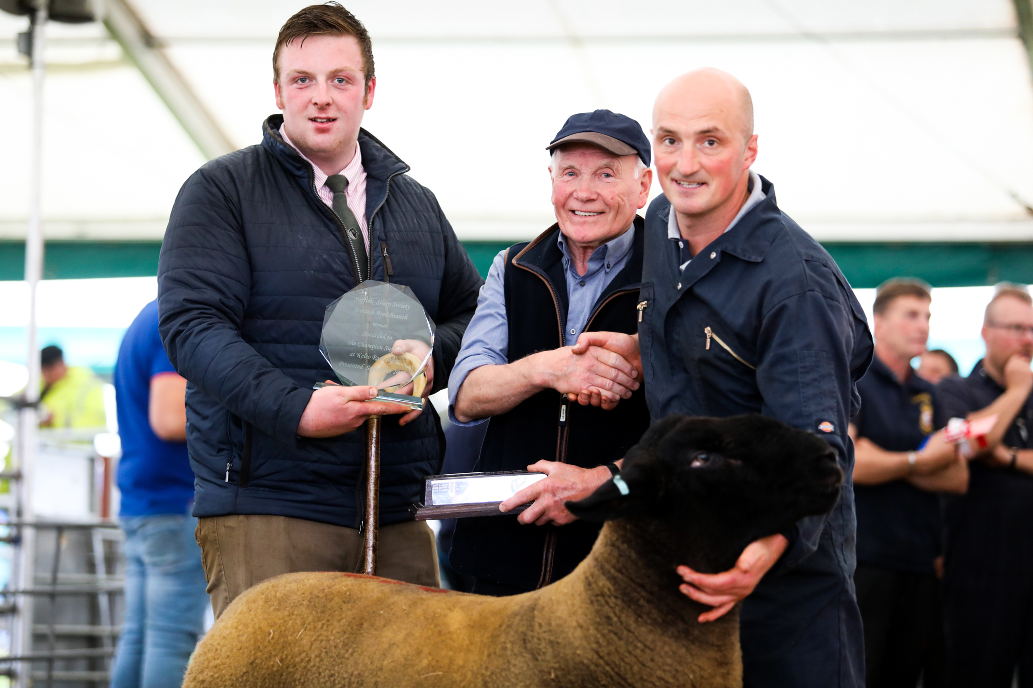 Kelso Sale - 9th September 2022 - Suffolk Sheep Society