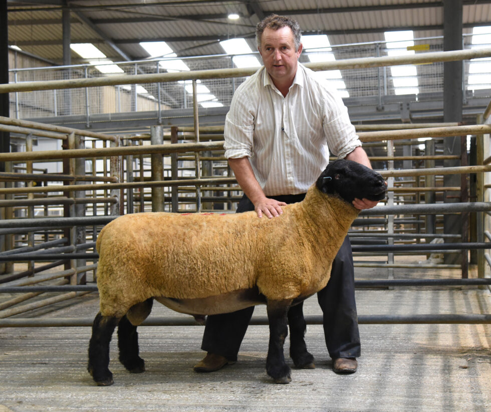 Suffolks Joint Top Pedigree at Skipton Multi-Breed - Suffolk Sheep Society