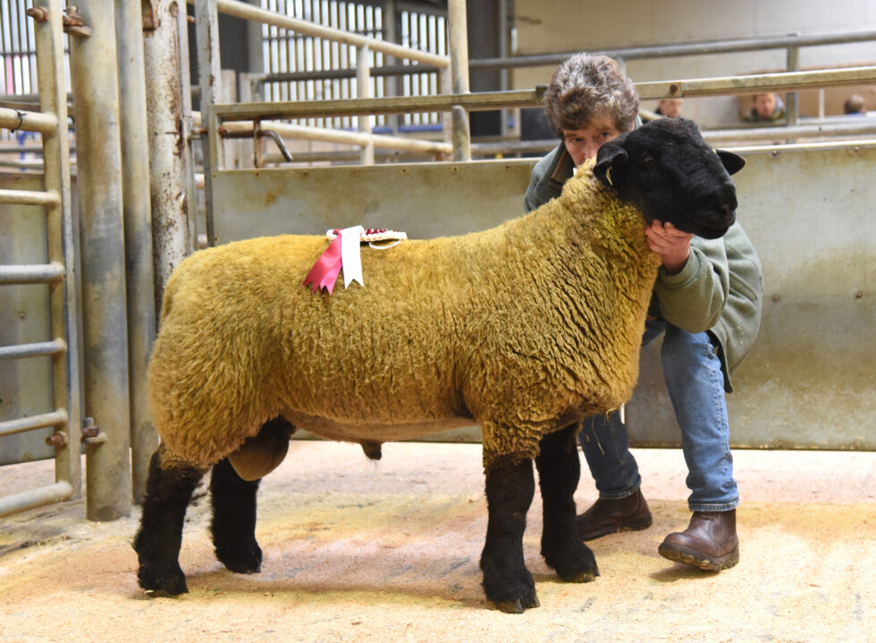 Suffolks Joint Top Pedigree at Skipton Multi-Breed - Suffolk Sheep Society