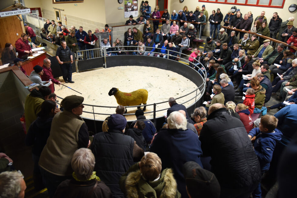 Myfyr Evans Rhaeadr Flock on fire at CM Skipton Suffolks females ...