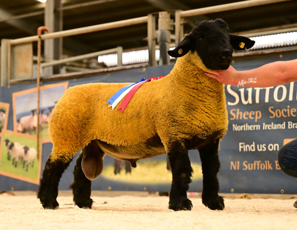 News Archives - Suffolk Sheep Society