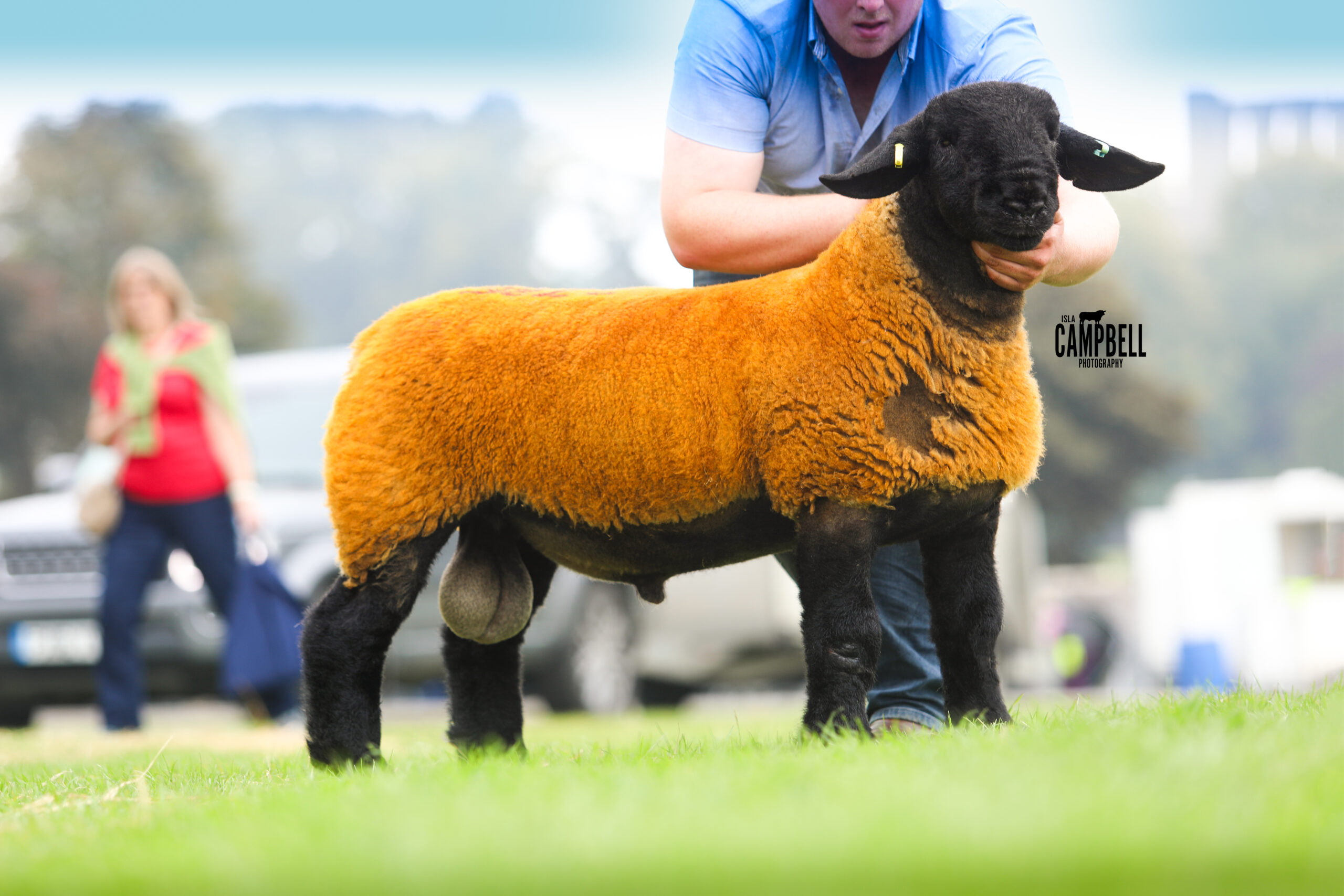 Home - Suffolk Sheep Society