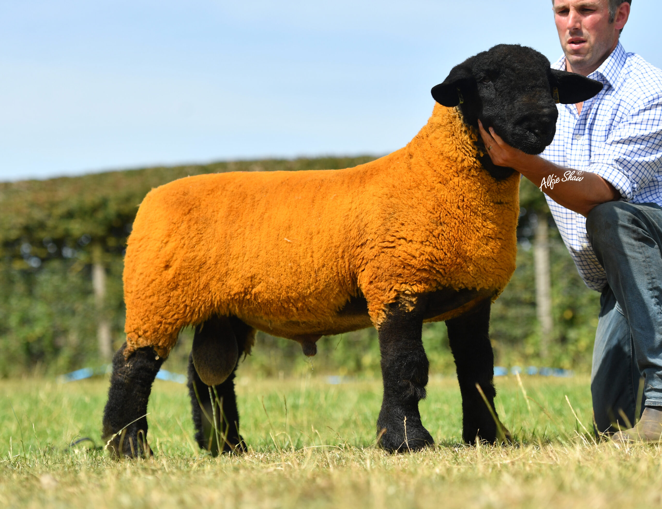 Sire of the Year 2023 - Salopian Stradale - Suffolk Sheep Society