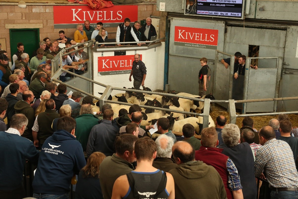 Exeter Great July Sheep Fair - 2024 - Suffolk Sheep Society