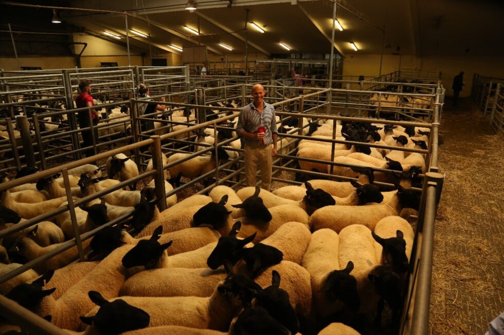 Exeter Great July Sheep Fair - 2024 - Suffolk Sheep Society