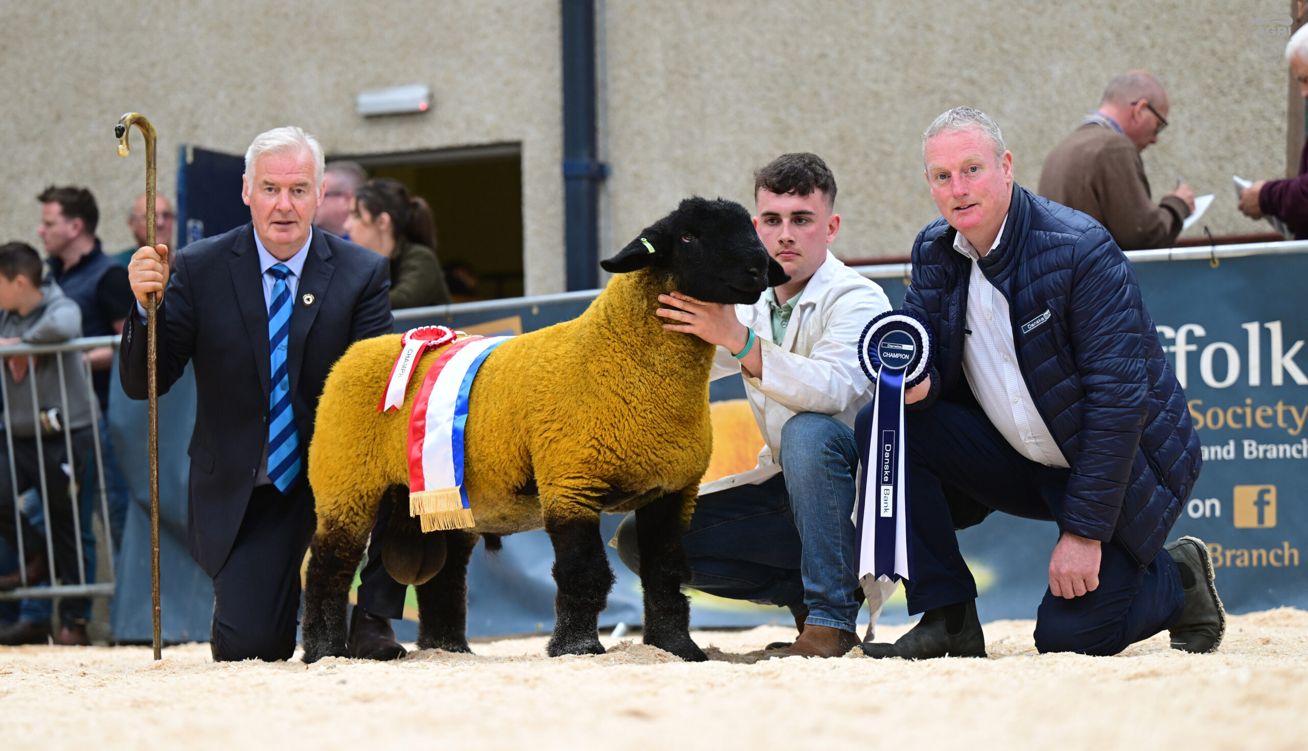 Northern Ireland Branch Premier Export Show and Sale - Ballymena 2024 ...