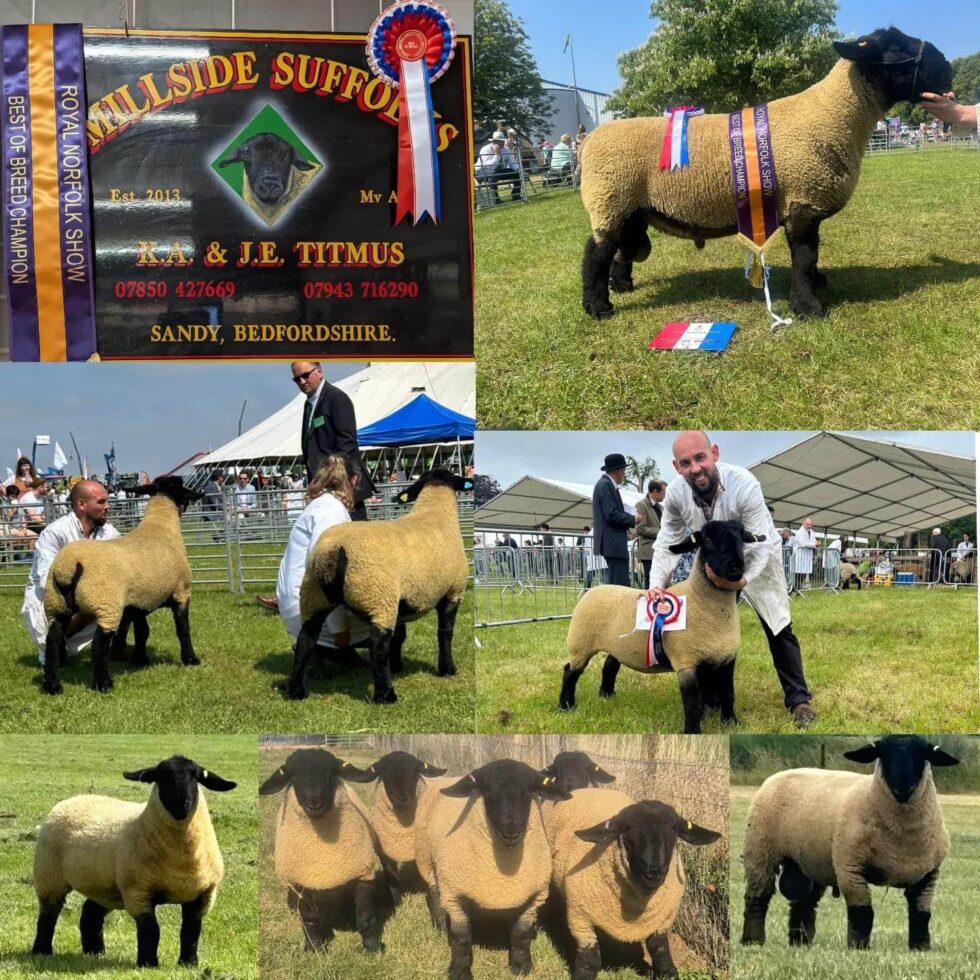 Midlands and Eastern Area Champion Flock View Day 2024 - Suffolk Sheep ...