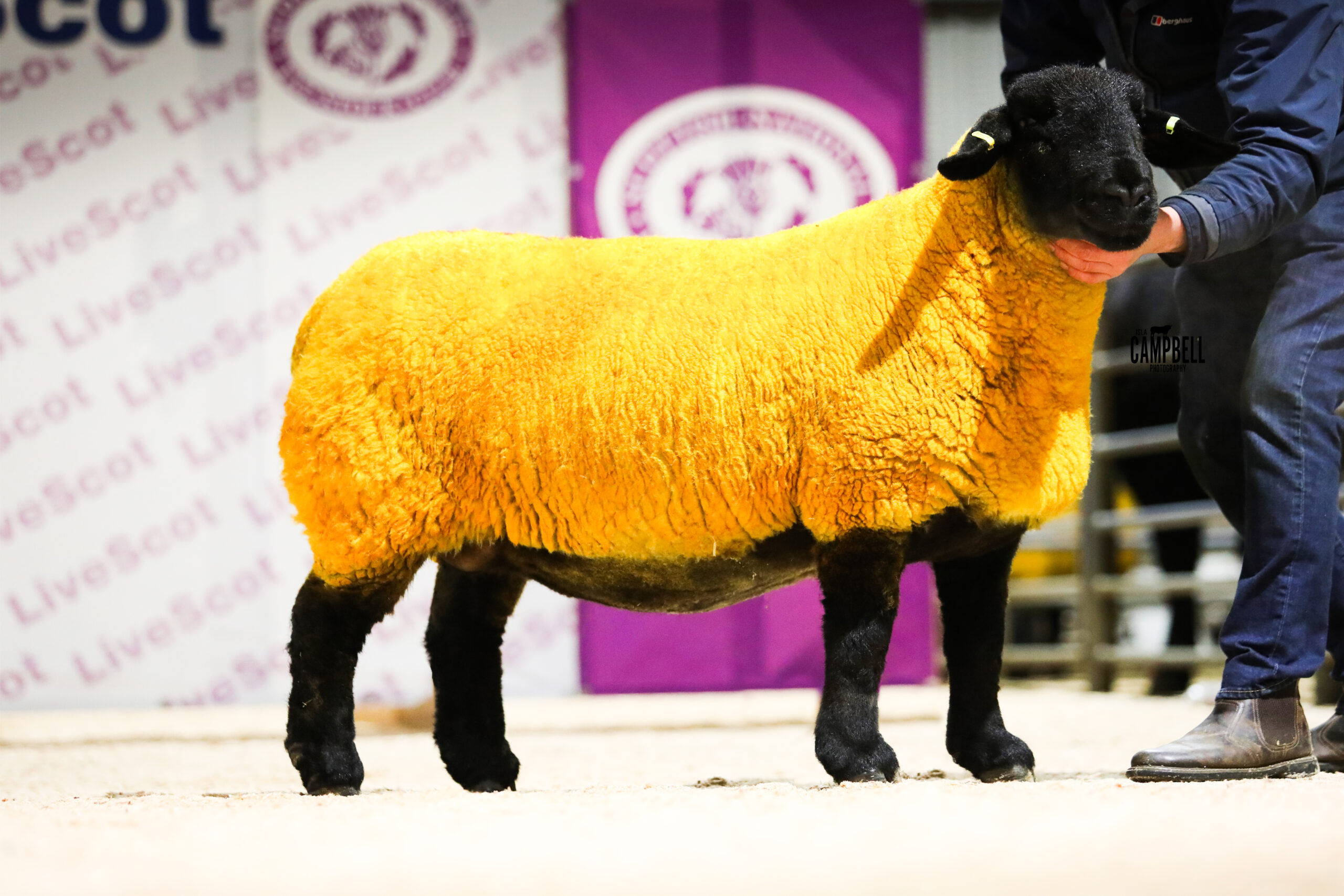 Home - Suffolk Sheep Society