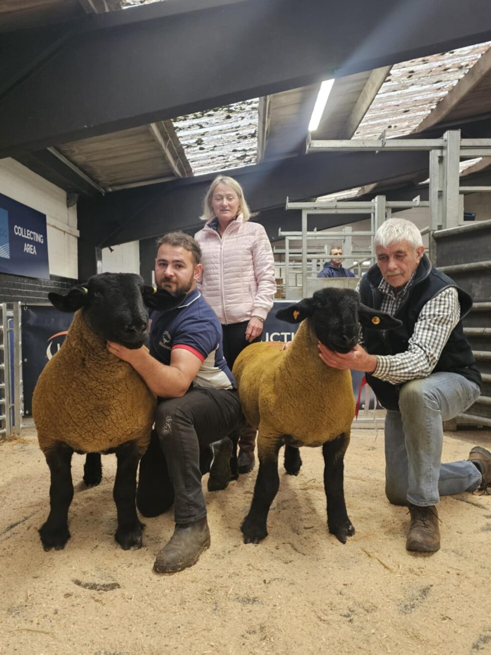 Cairness gimmer takes top price at Carlisle - Suffolk Sheep Society