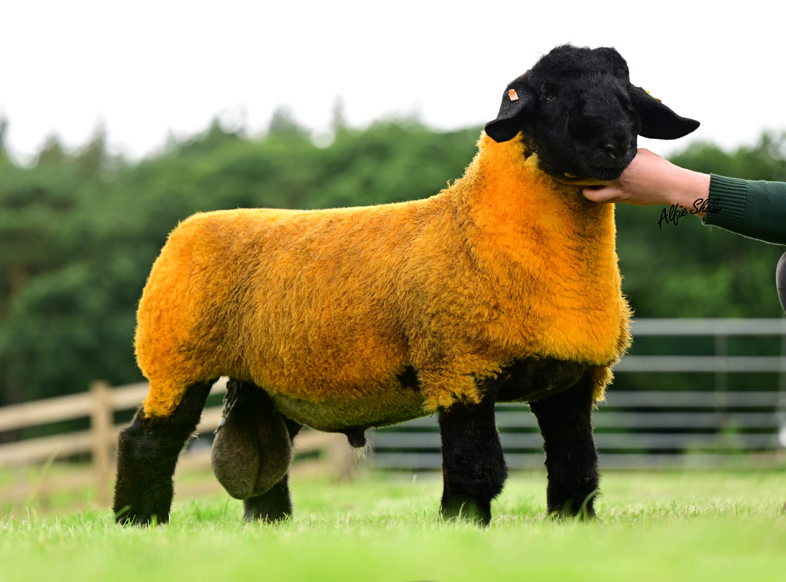 Home - Suffolk Sheep Society