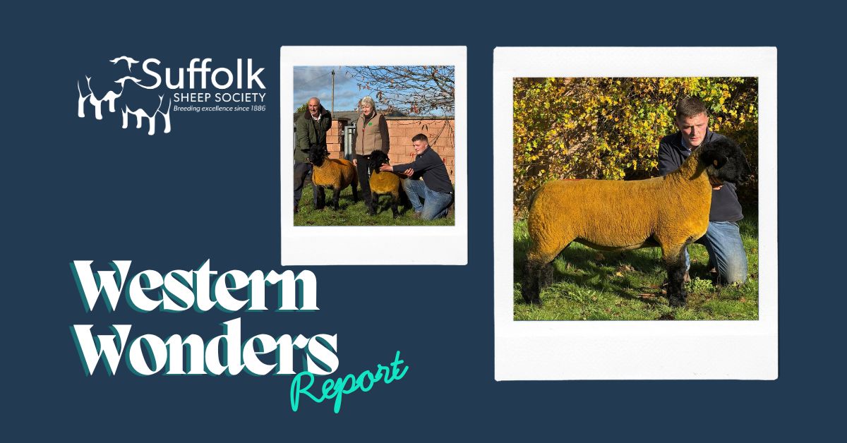SUFFOLKS SOAR AT WESTERN WONDERS - Suffolk Sheep Society